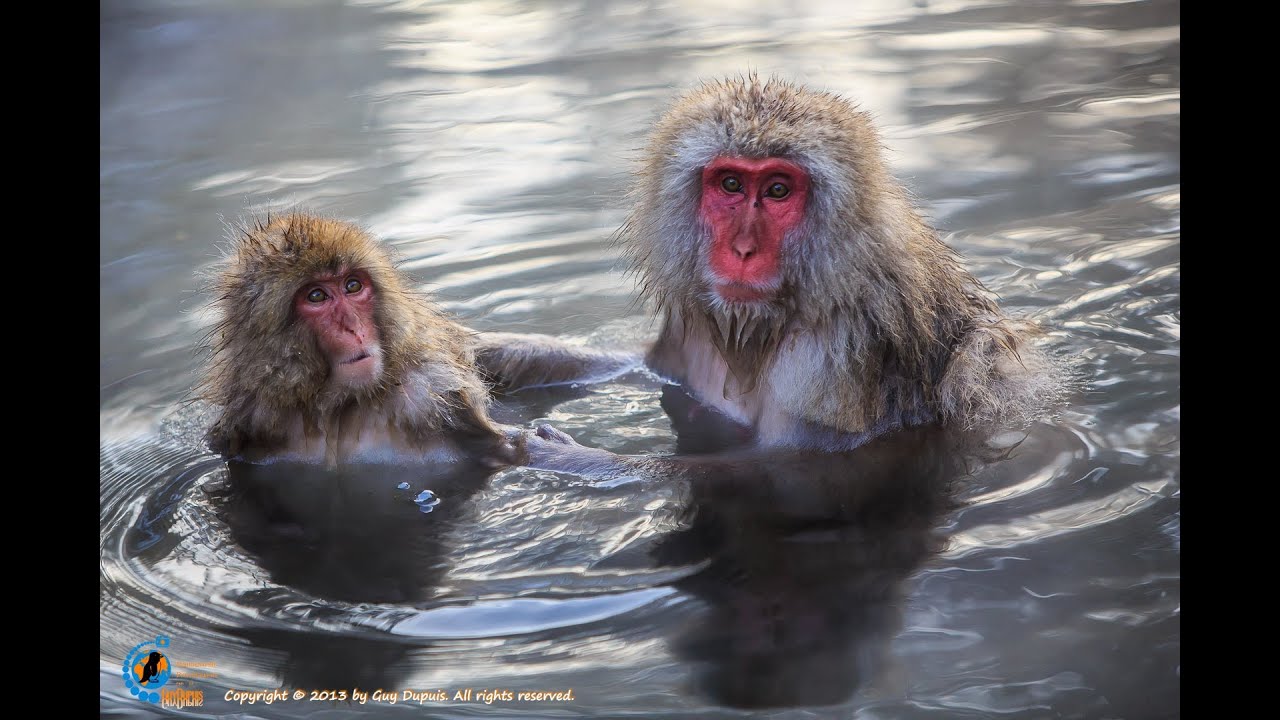 Snow Monkeys of Yudanaka - Macaques japonais de Yudanaka - YouTube