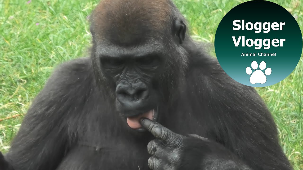 Gorilla Lope Moments - YouTube