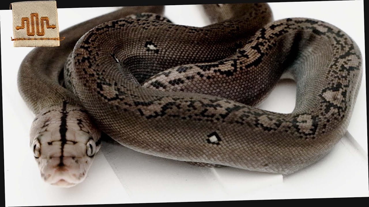 Making Metal Snakes? | The Clutch Files - YouTube