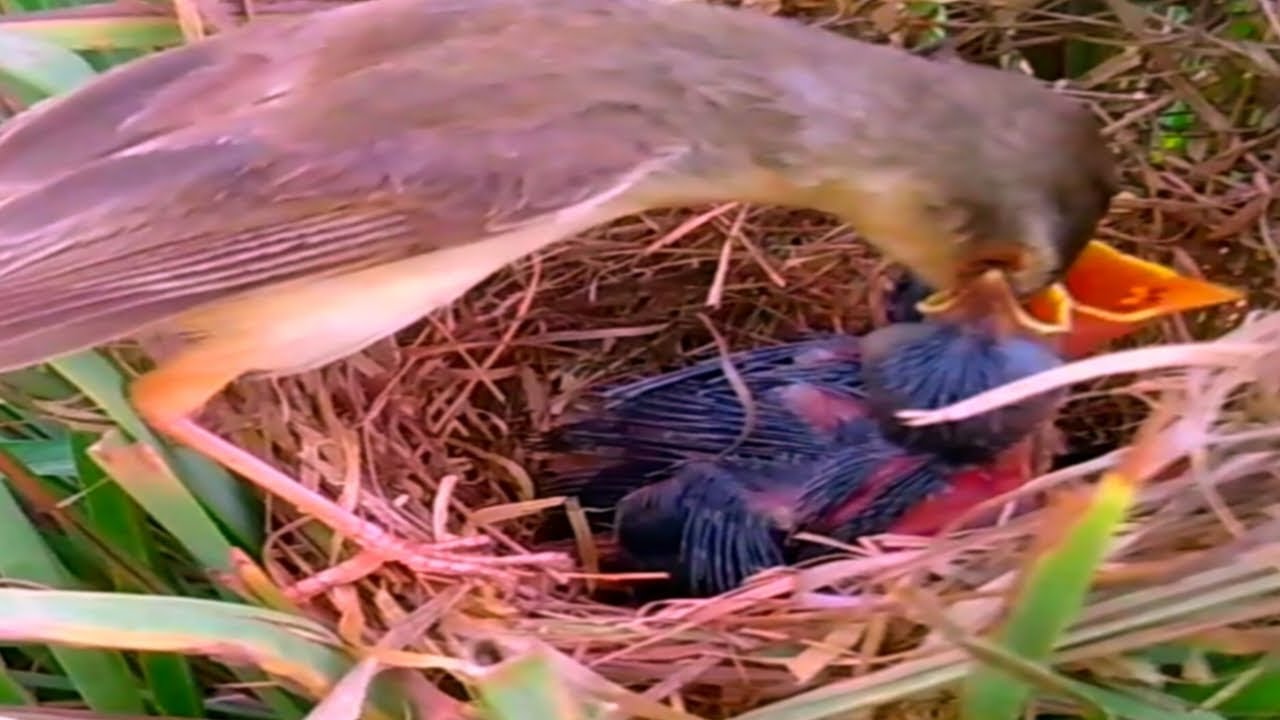 bird with white eyebrows, find blue locusts to feed the baby at the ...