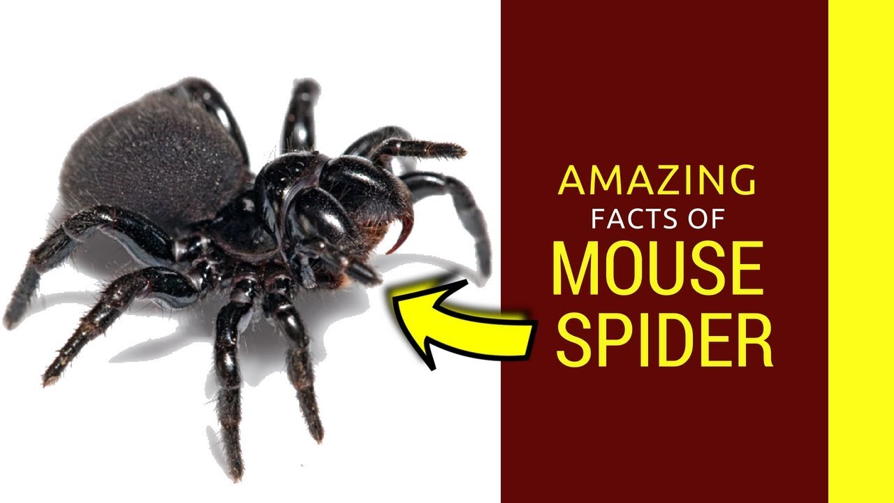 Female mouse spider Australia Poisonous black mouse world wide spider ...