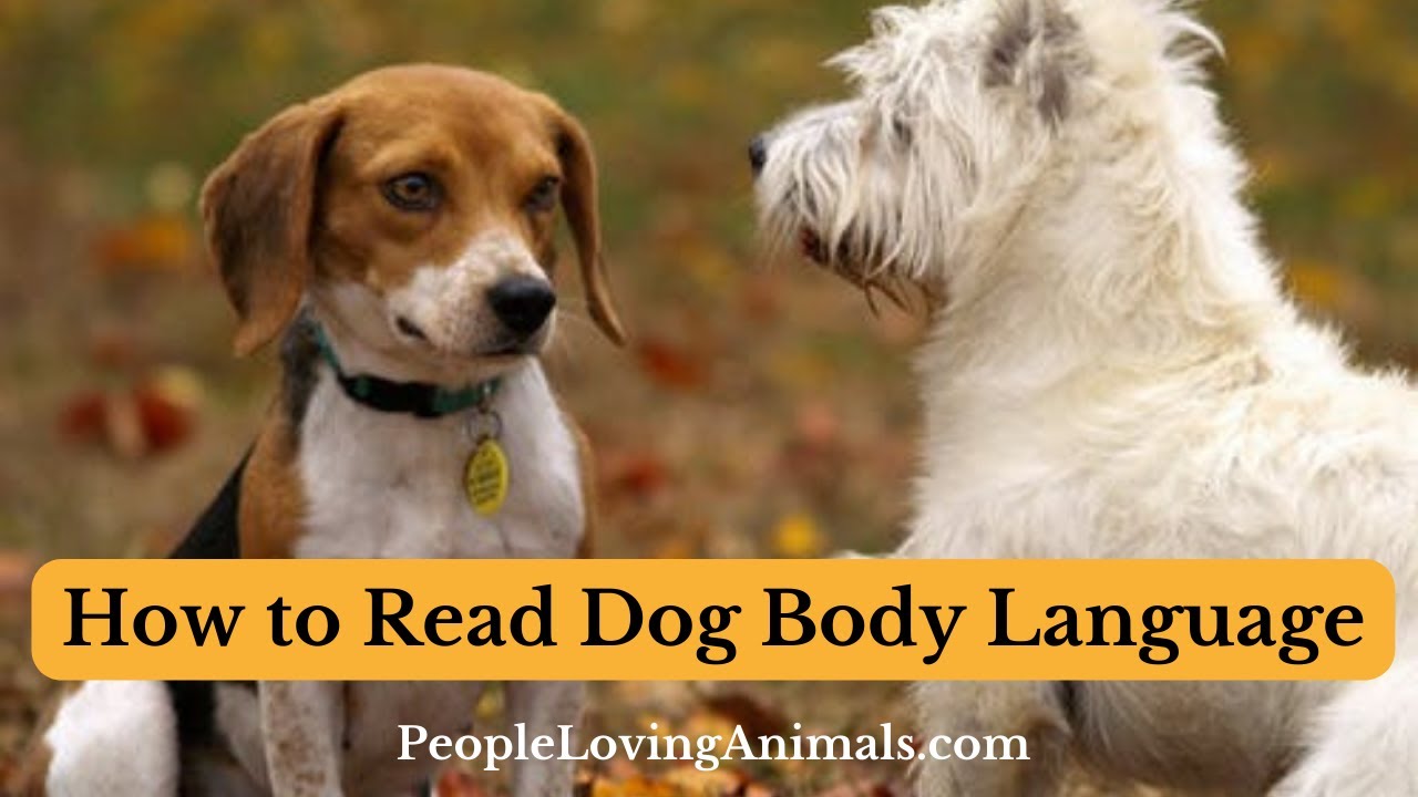How to Read Dog Body Language - Dog Gestures and What They Mean ...