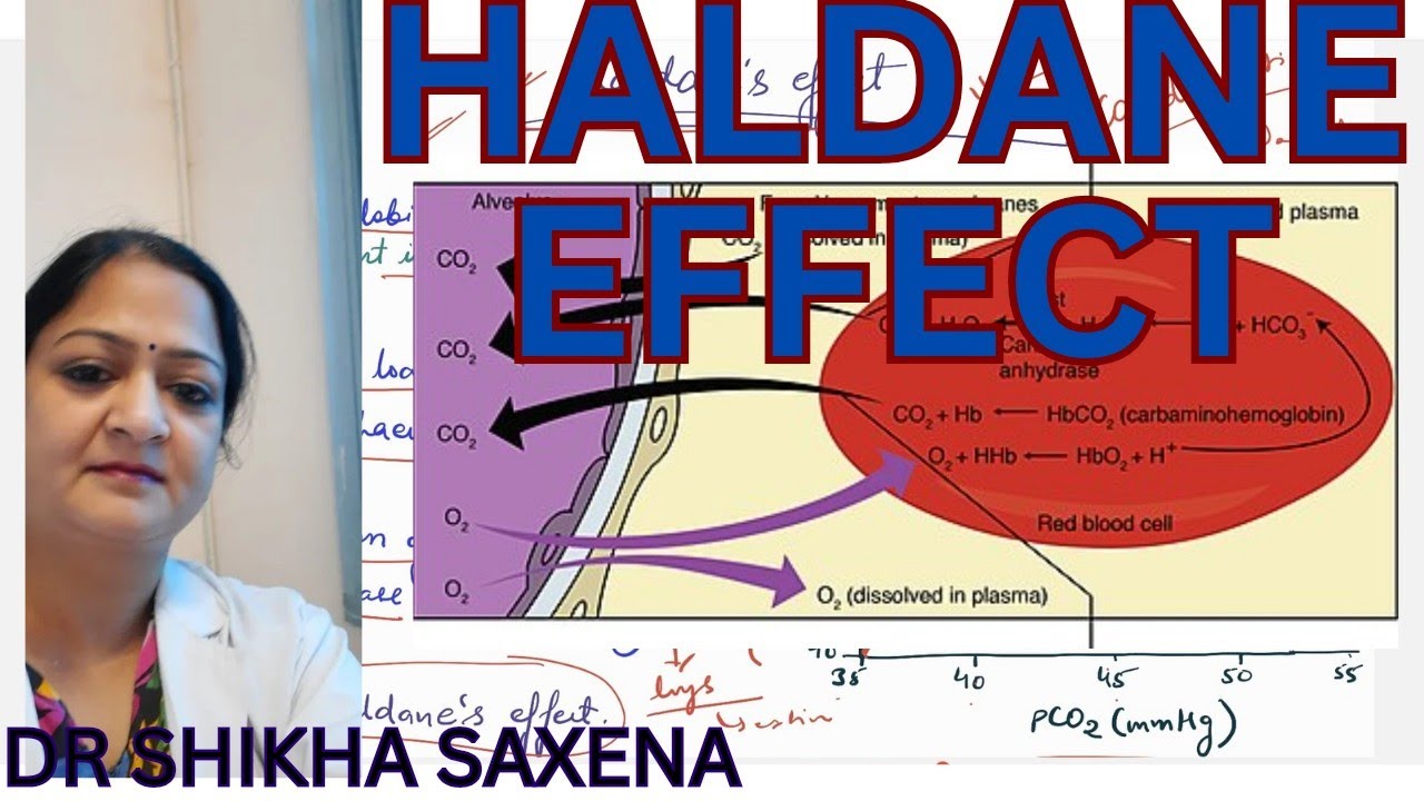 Haldane Effect, Carbondioxide Transport, Telegram https://t.me ...