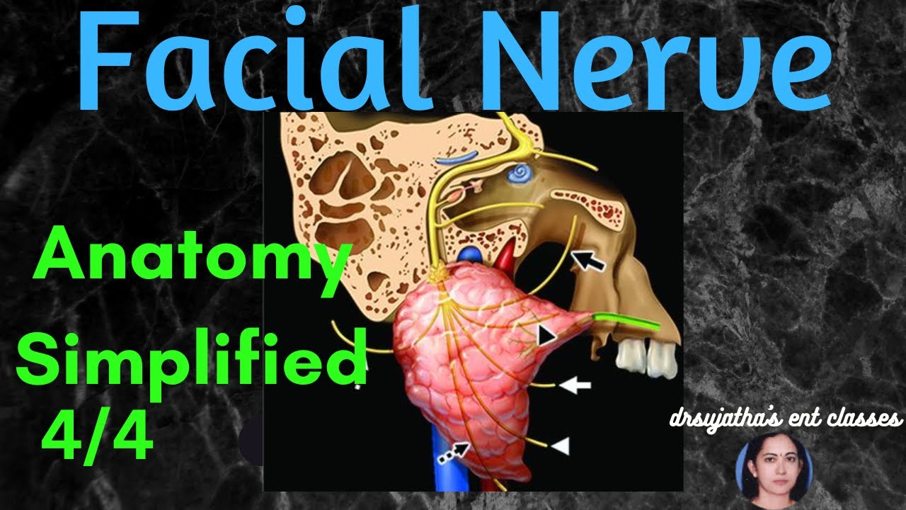 017. Facial Nerve Anatomy - Part 4/4 #anatomylectures - YouTube