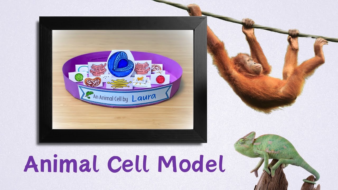 Paper Animal Cell Model - YouTube