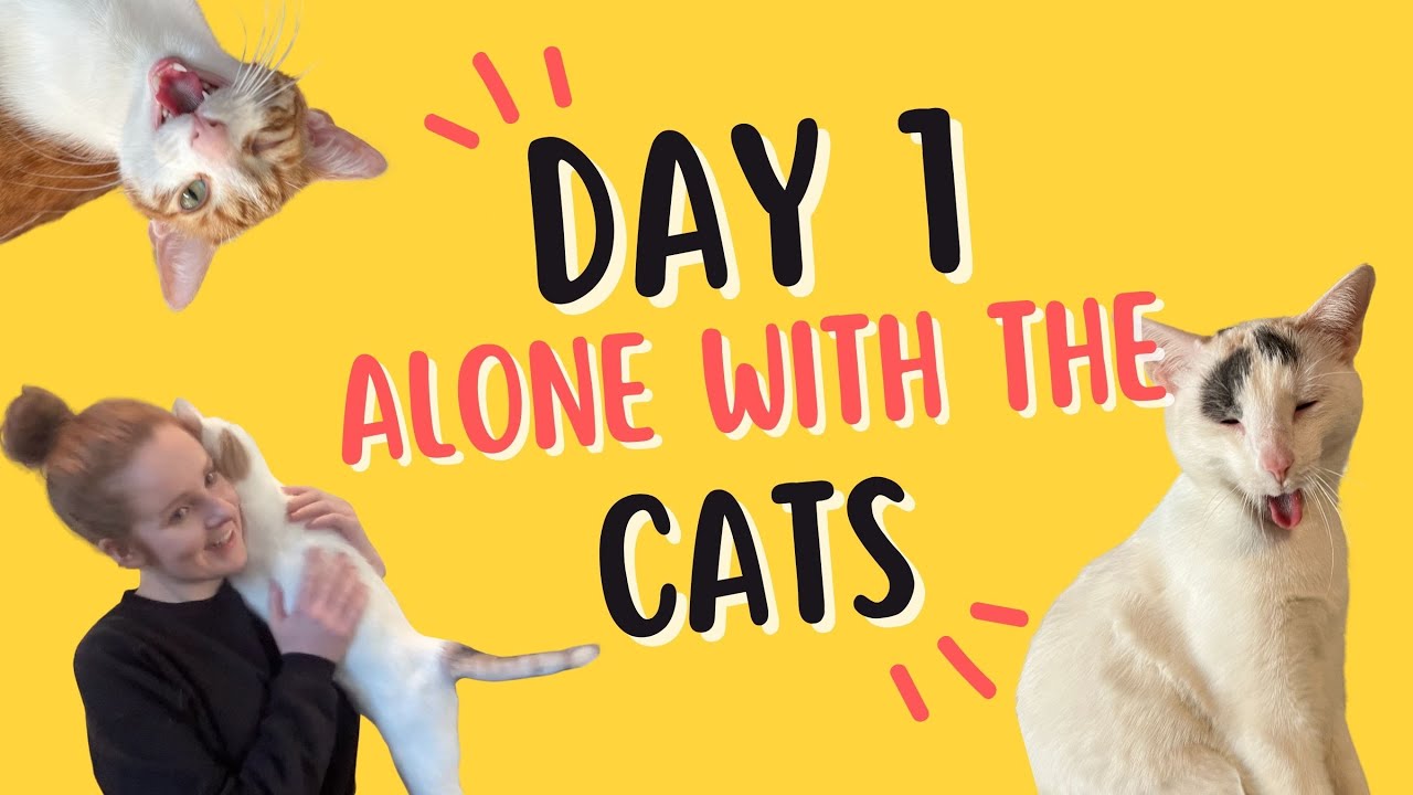 Sparkly Pom Poms & Sad Dave - Day 1 of My Week With the Cats! - YouTube