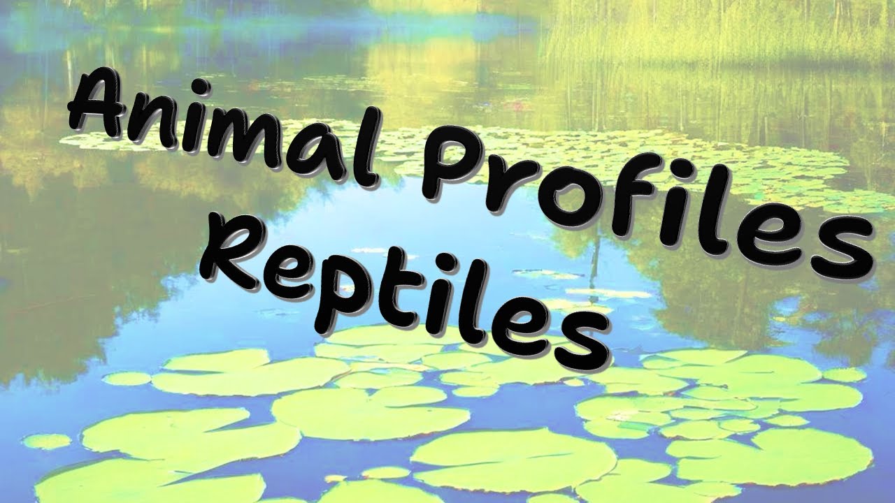 Reptiles Animal Profiles P3U3 - YouTube