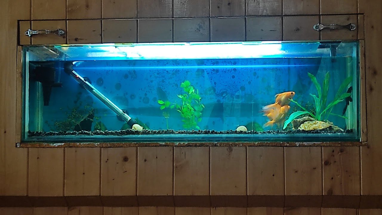 wall mount Gold fish tank with pleco (3.5ft tank) - YouTube