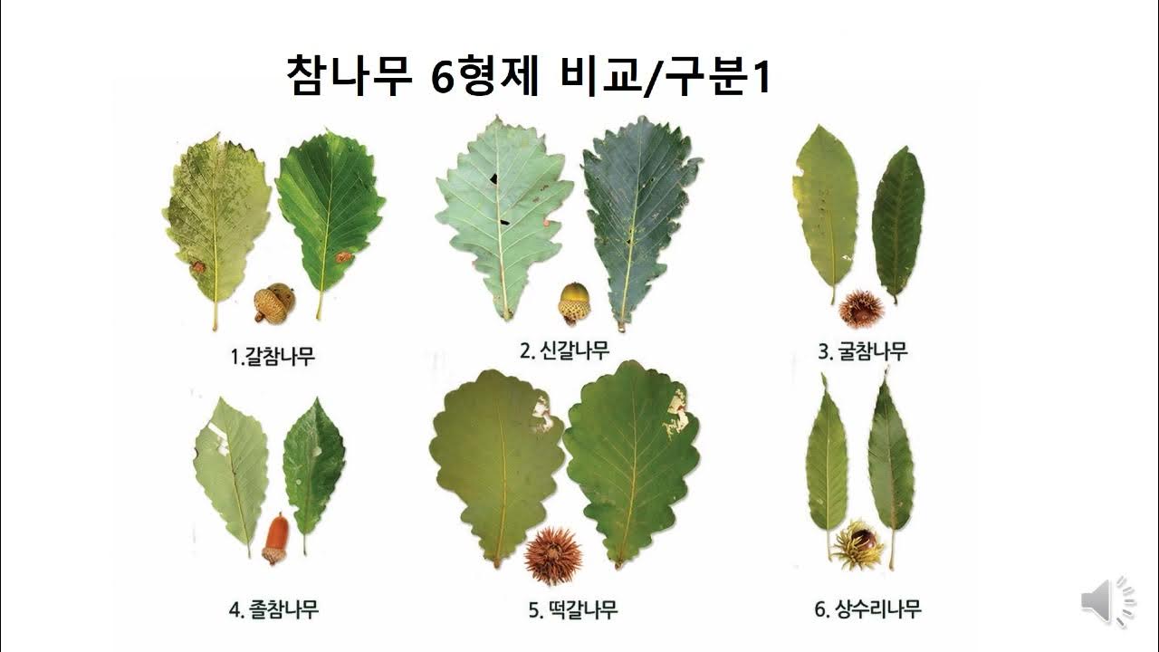 #숲해설#참나무6형제#완전정복 - YouTube