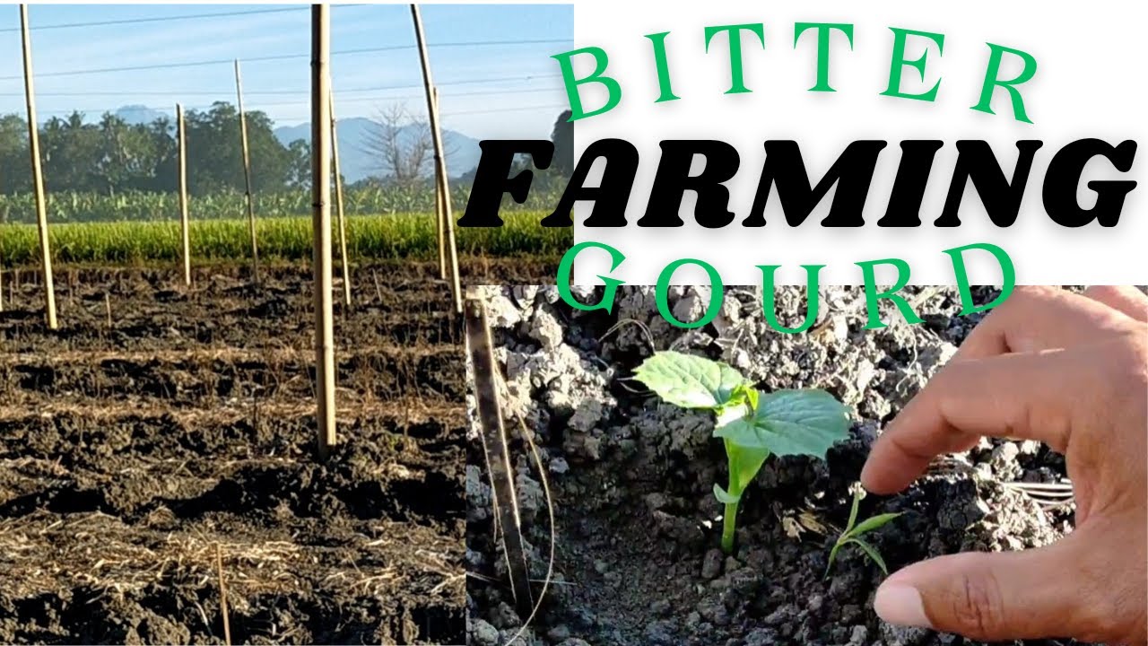 BITTER GOURD FARM VISIT #farmer #bittergourd #farming - YouTube