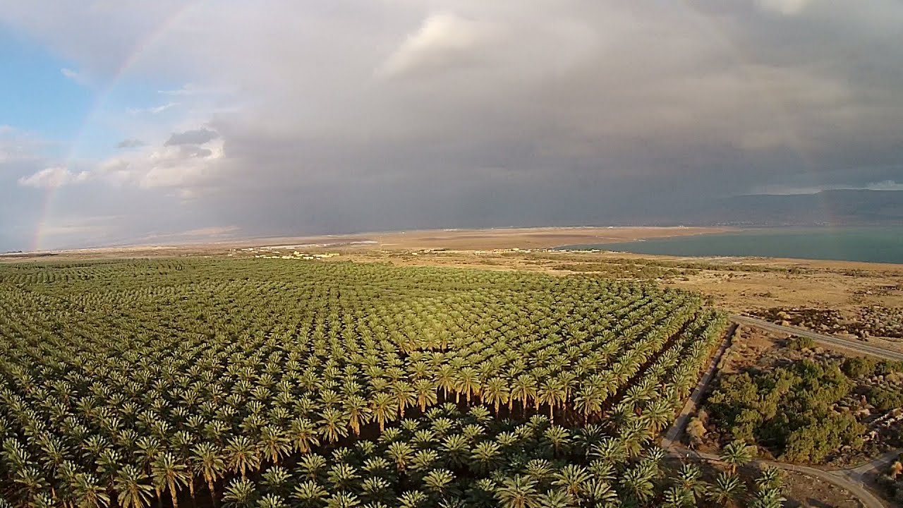 מטעי דקלים לנצח - Palm Tree Orchards Forever - YouTube