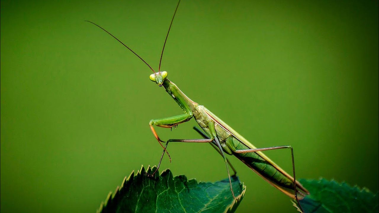 European Mantis: Nature’s Tiny Predator in Action! #sdcreation ...