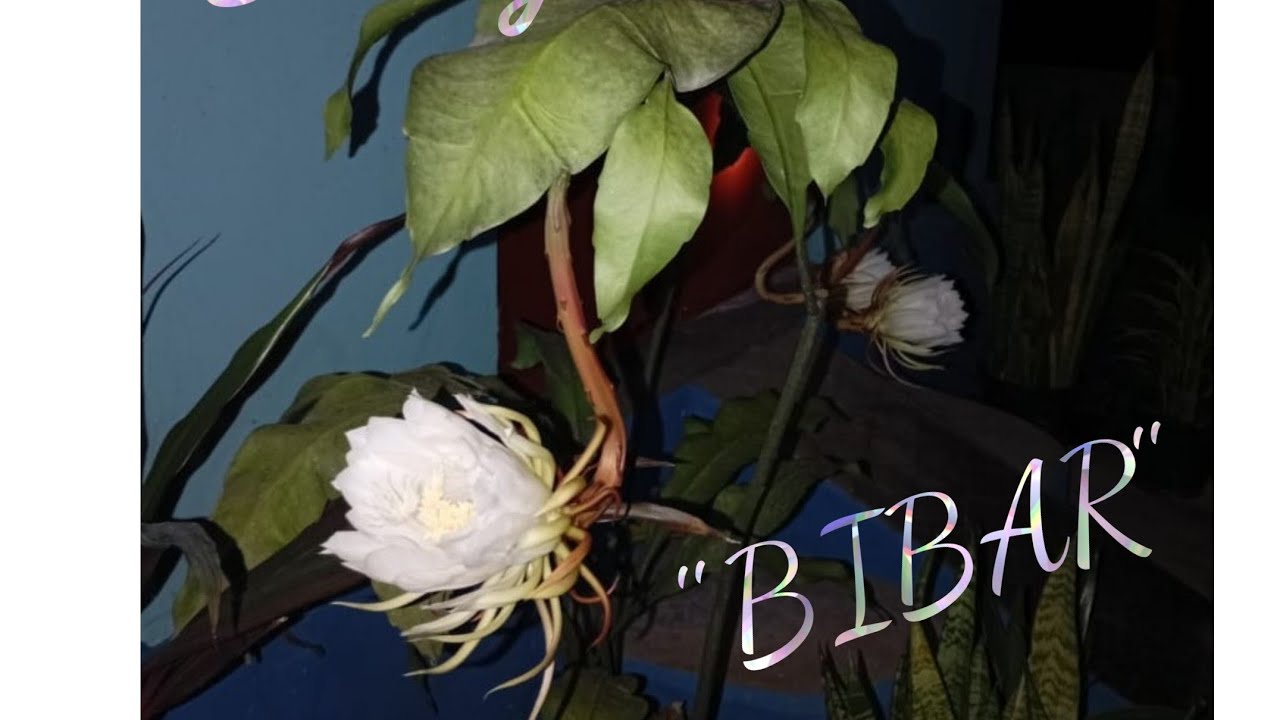 Poem || Bibar|| - YouTube