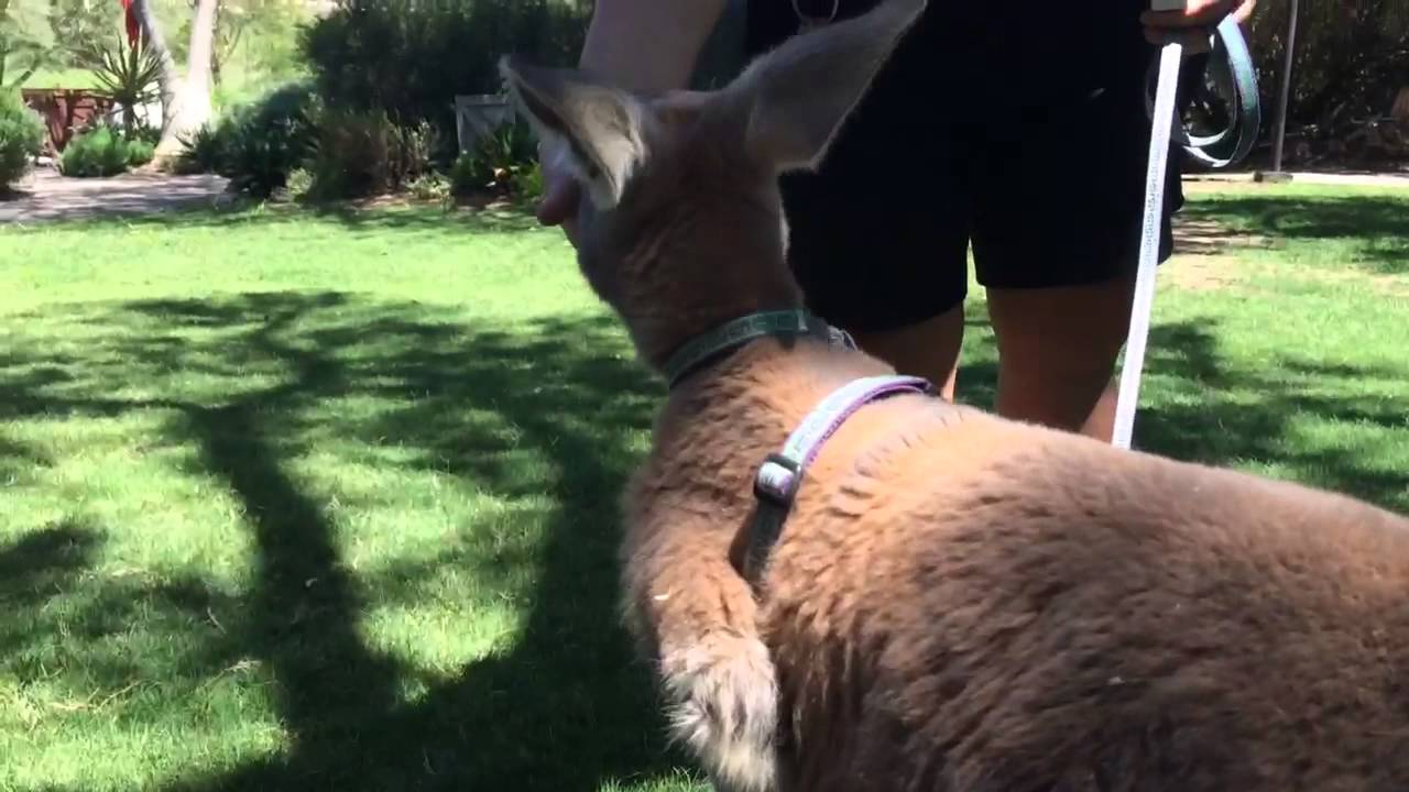 7/26/15 - kangaroo encounter at SD safari park - YouTube