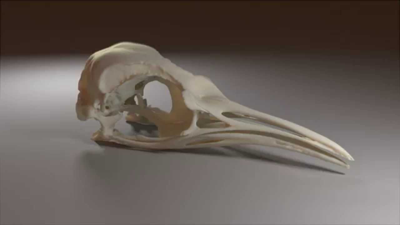 Aptenodytes forsteri (Emperor penguin) Skull - YouTube