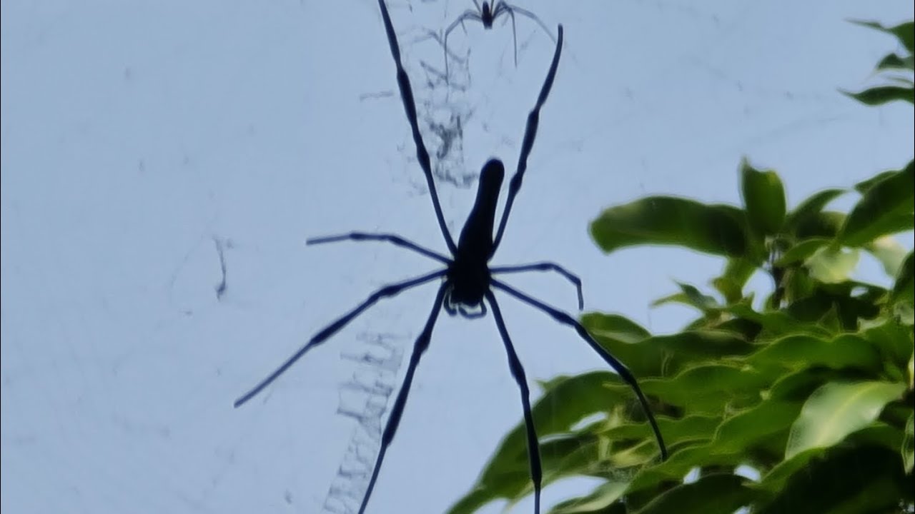 My First Vlog. Corbett ka Spider 😱 - YouTube