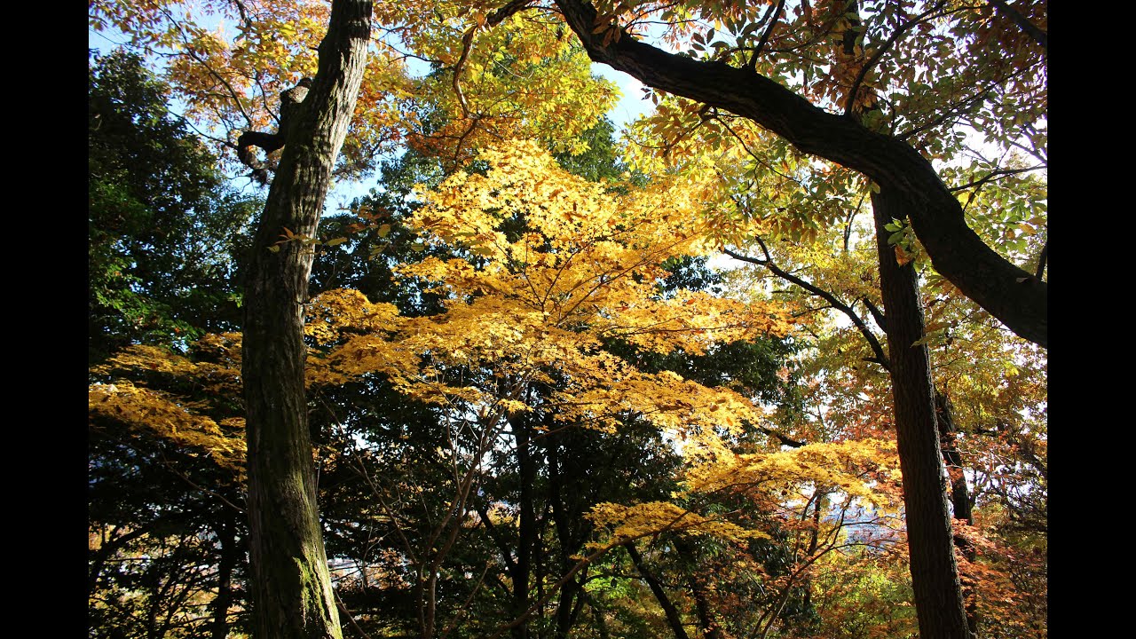 【岐阜の風景 鷺山 03】2024年12月14日（土）/Gifu Scenery Sagiyama 03 December 14, 2024 ...
