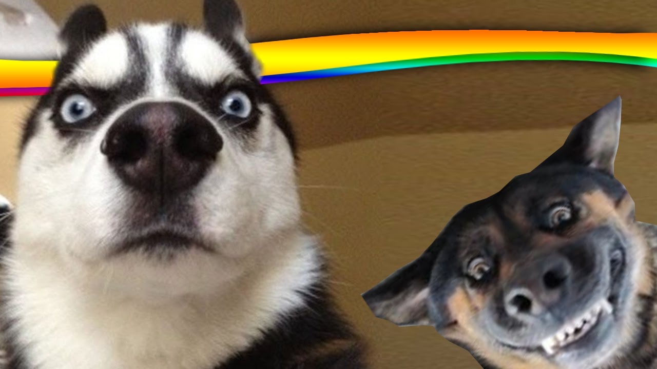 CACHORRO! GMod (Garry's Mod) TotalArmy - YouTube
