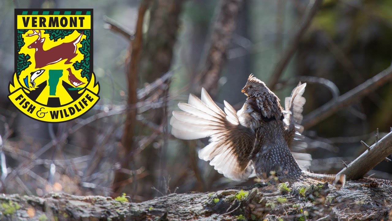Scat and Tracks S3E2: The Ruffed Grouse - YouTube