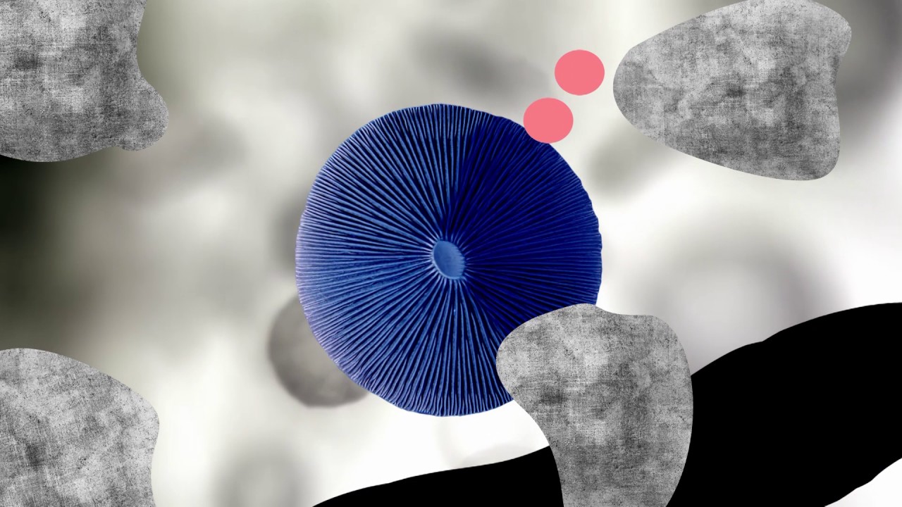 moving collage - organism IIII - YouTube