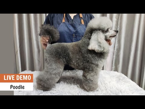Toy Poodle Lamb Clip Grooming Live Demo | ASIAN CUTE DOGS