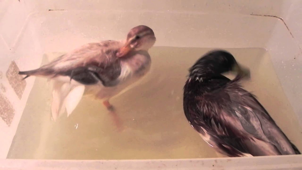 Butterscotch call ducks - YouTube