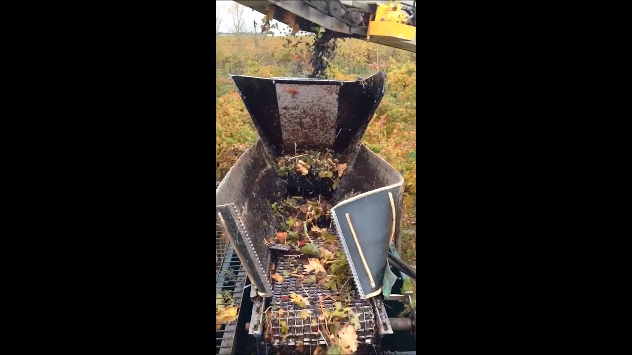 Balnaves MOG Remover - YouTube