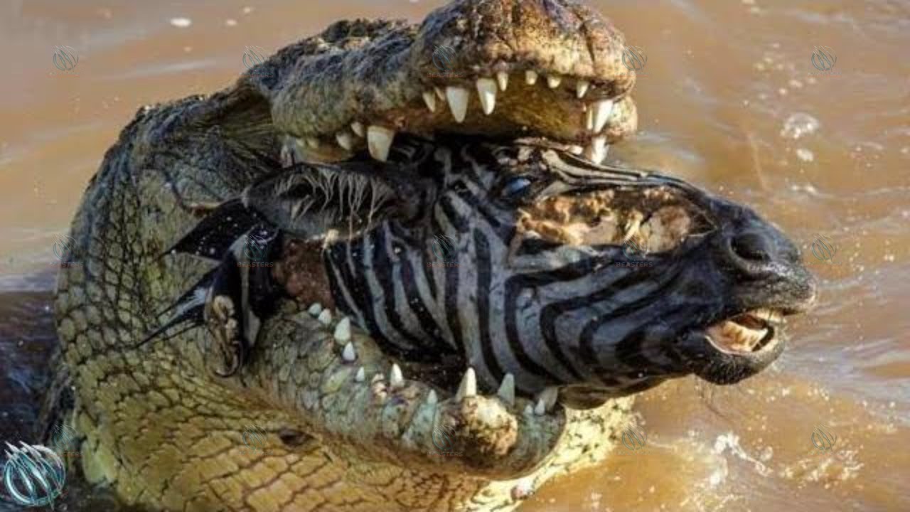 NILE CROCODILE ─ Even Lions and Hippos are Afraid of The King of African Rivers - YouTube
