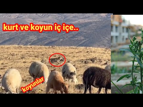 SÜRÜNÜN İÇİNDE KENDİNİ SAKLAYAN KURT !