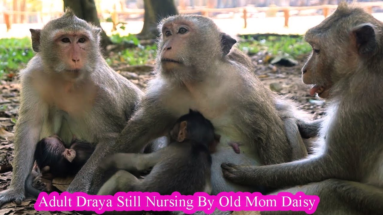 Daisy Still Nursing Adult Draya Milk |Monkey lover - YouTube
