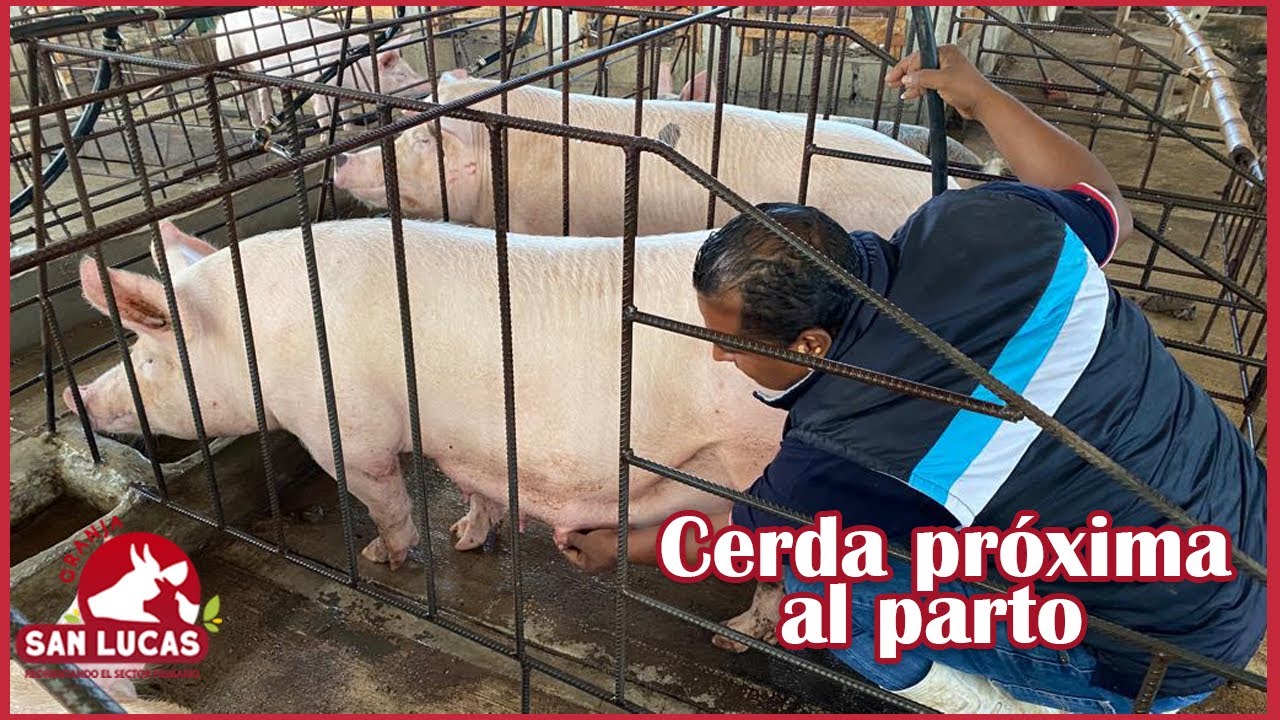 Cinco tips para detectar una CERDA PRÓXIMA A PARIR | Granja San Lucas ...