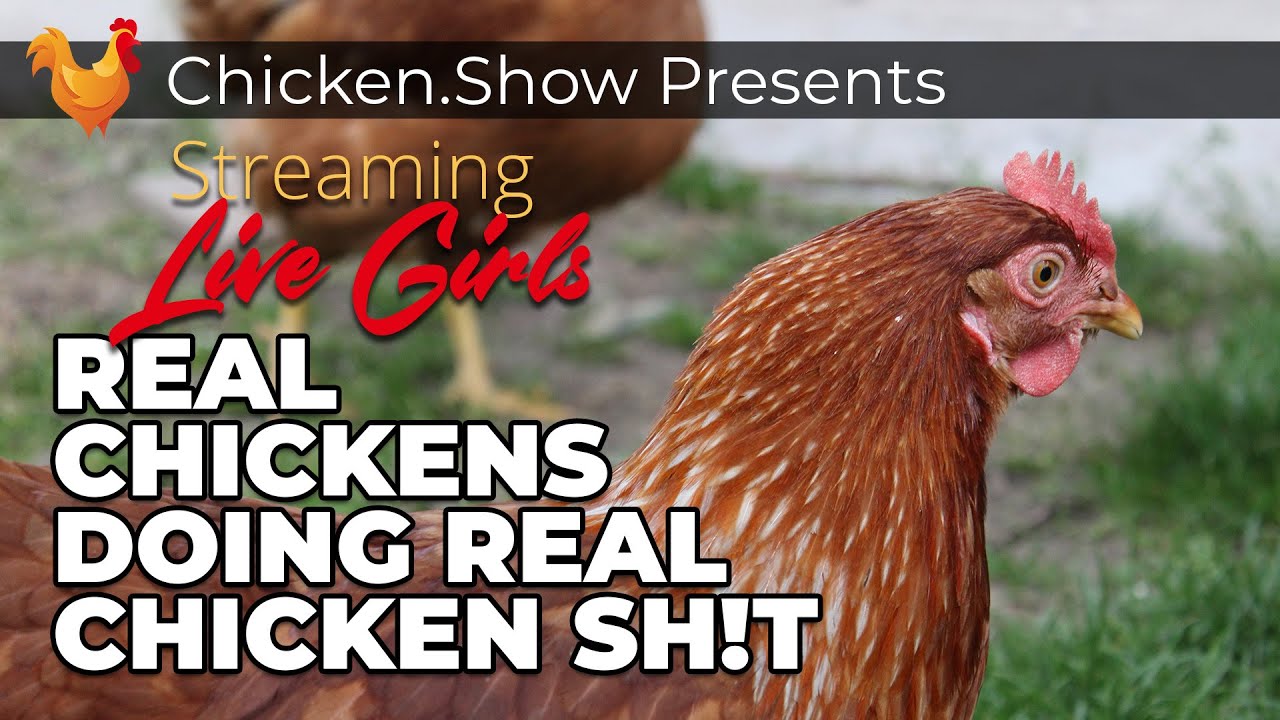 The Chicken Show Live Stream - YouTube