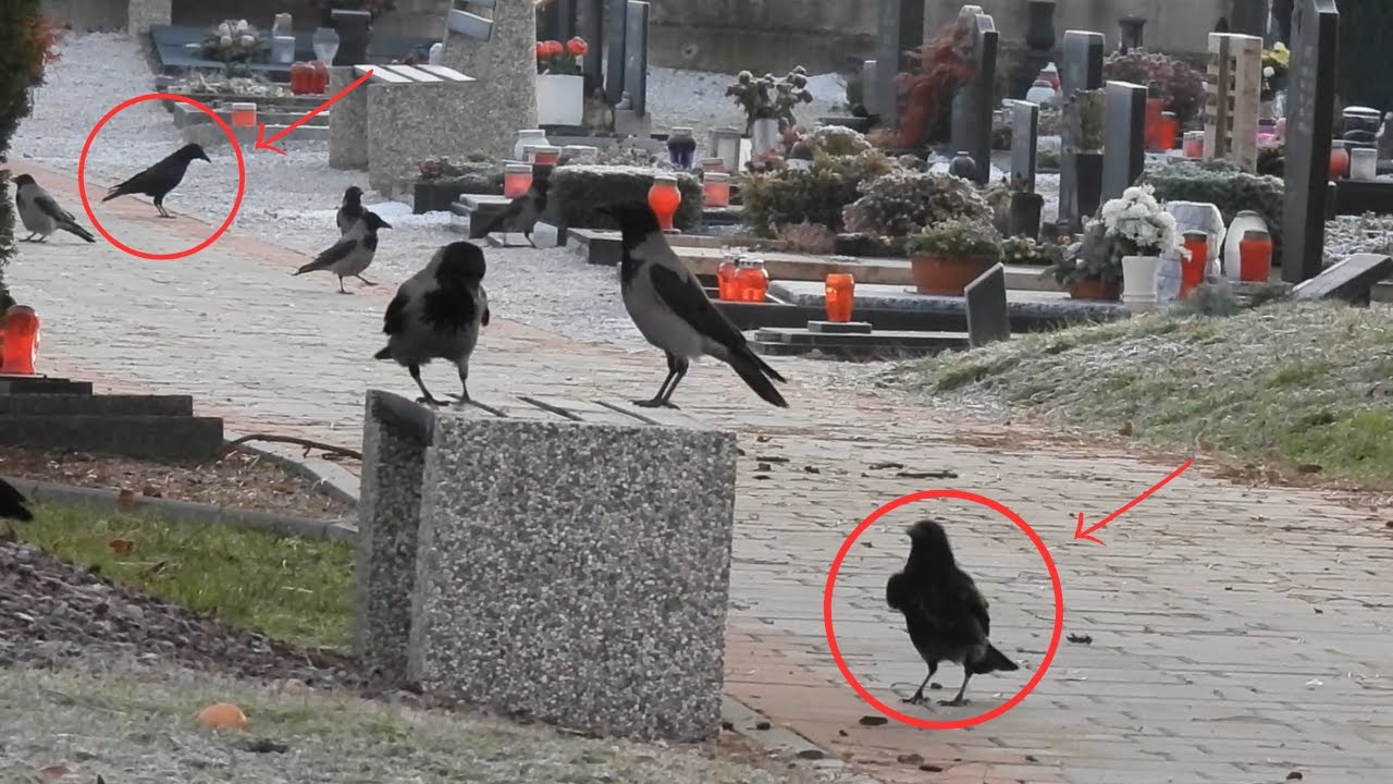 Two black crows! Can you spot both of them? - YouTube