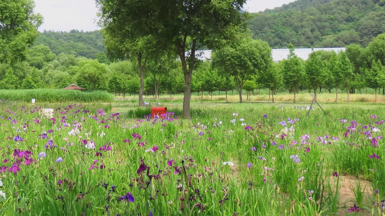 Paro Lake Flower Island - YouTube