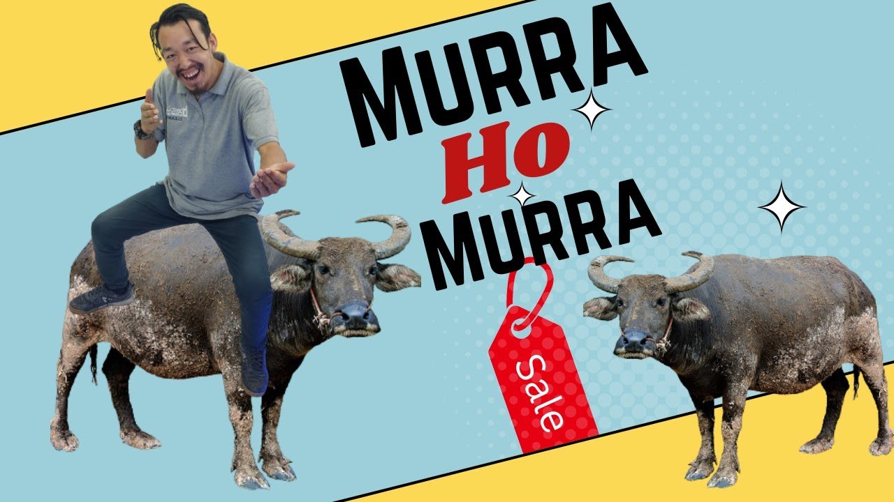 Pubg Nepali game| pubg mobile|Pubg Gameplay video |murra #pubgnepal #pubgnepali #pubgnepallive ...