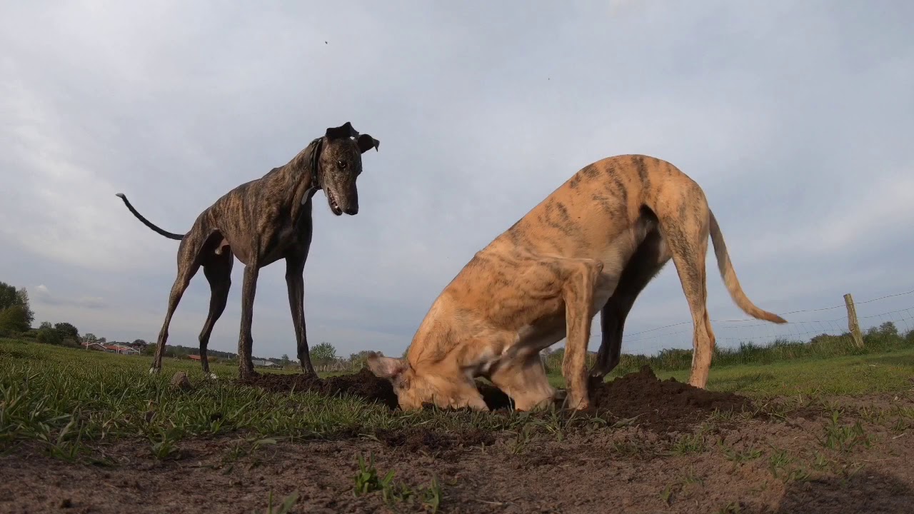 Greyhound & Galgo Espanol - YouTube