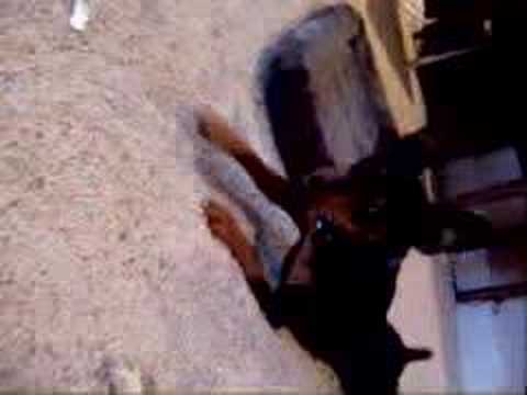 dog tricks - army crawl - YouTube