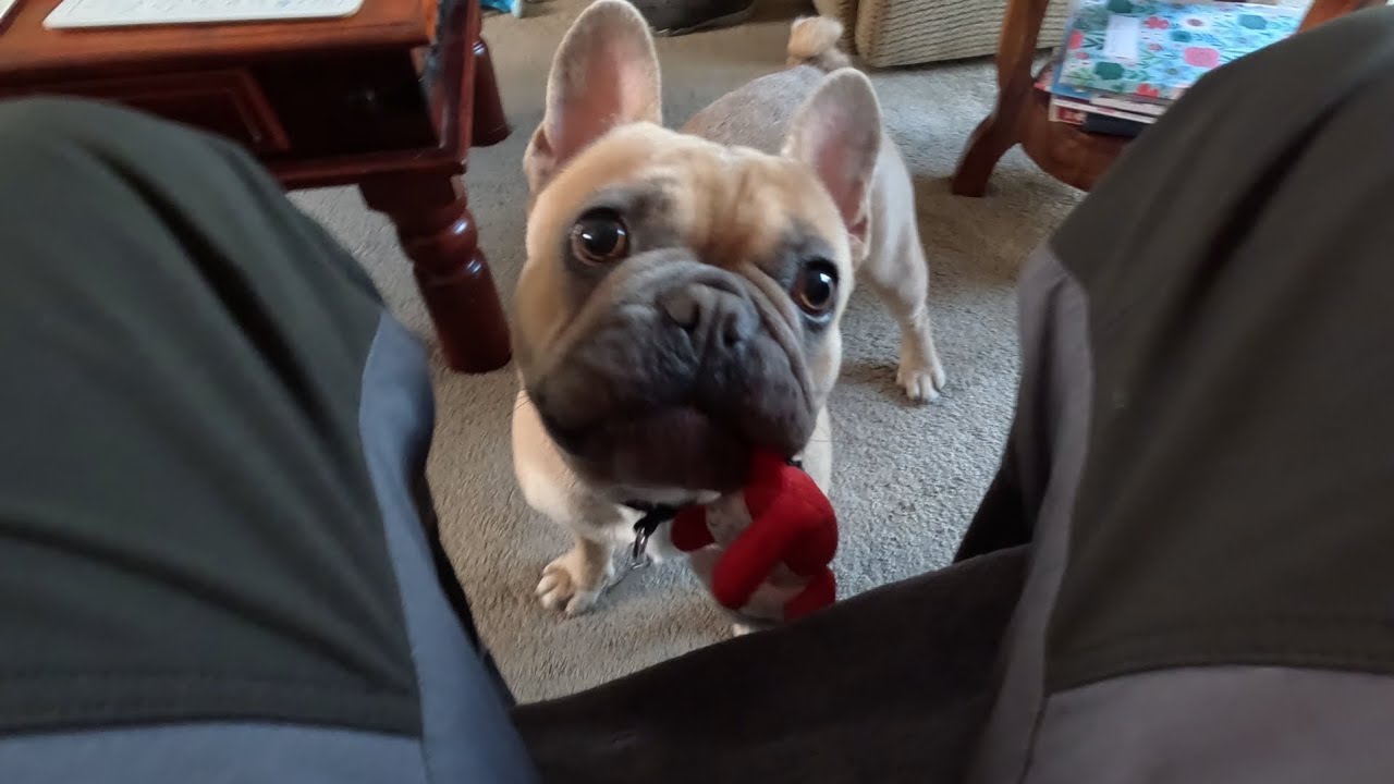 foot fetish Frenchie Eric, fetch, threshold manners - YouTube