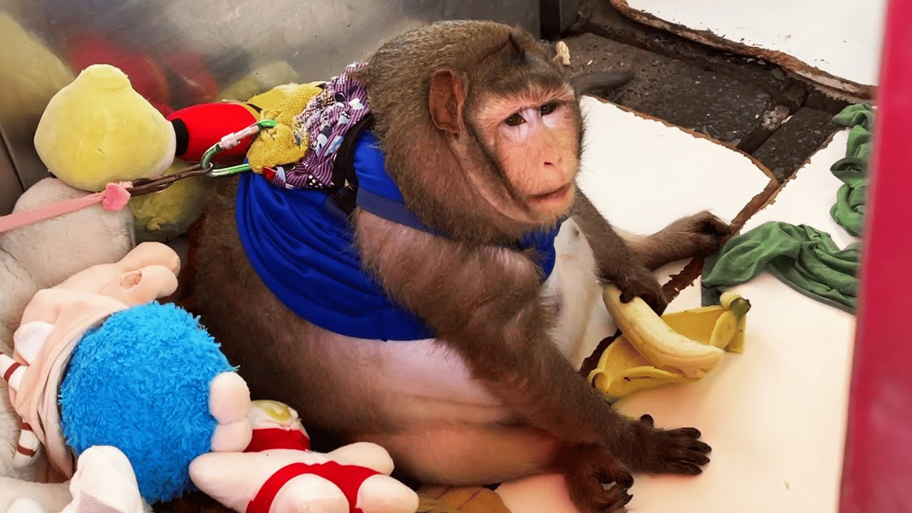 Fed to Death? The True Story of Godzilla the Obese Monkey - YouTube