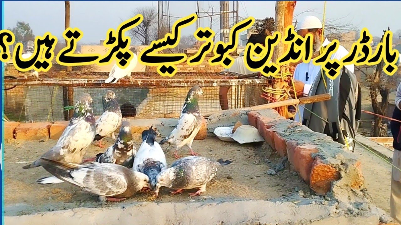 Bader per indian kabootar kaisy pakarty hain ? || Boder line per indain ...