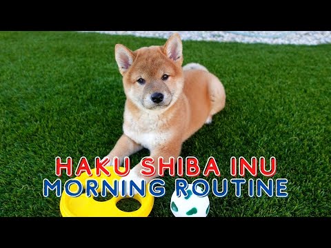 SHIBA INU PUPPY MORNING ROUTINE - YouTube