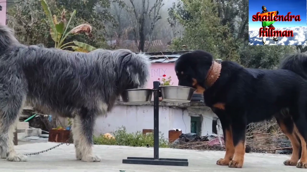 Pure Pahadi Gaddi Dog Chetu / Rikhu. जब चेतु ने देखा पहली बार बाग़ ...