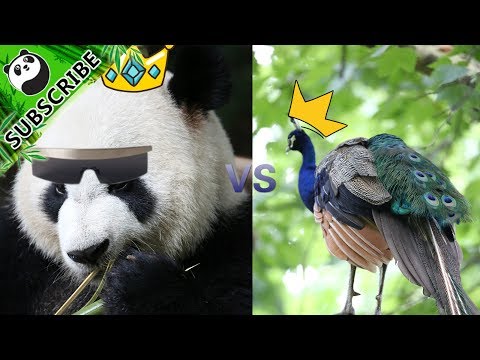 Panda VS Peacock! This is called Feud! | iPanda