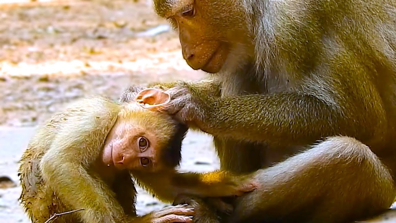 The Story Of A Little Monkey LEO and His Family - YouTube