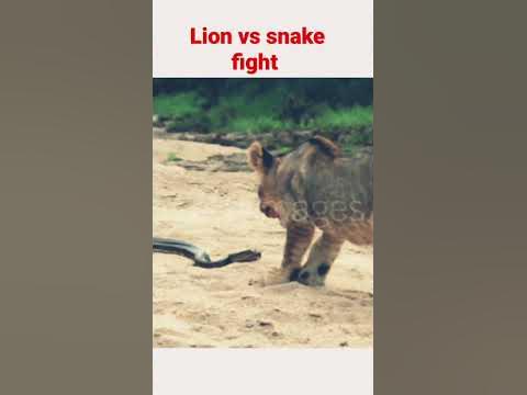 lion vs snake fight short status video - YouTube