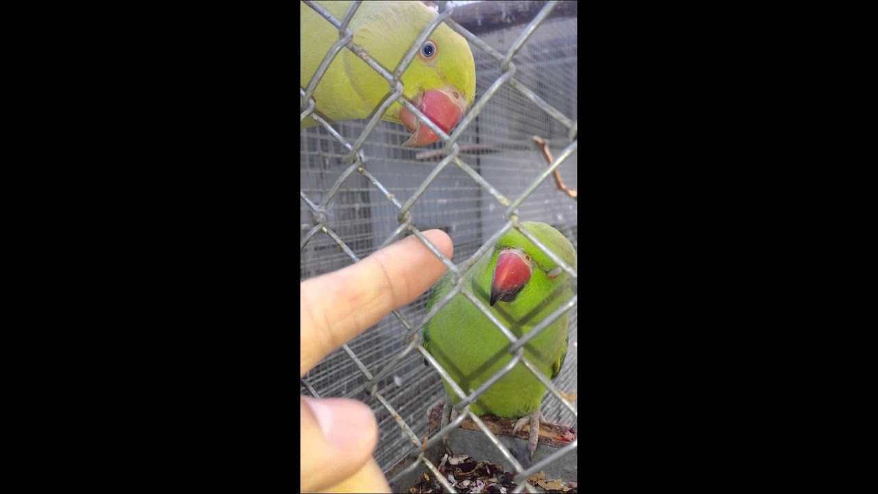 Alexander maly zeleny - psittacula krameri - YouTube