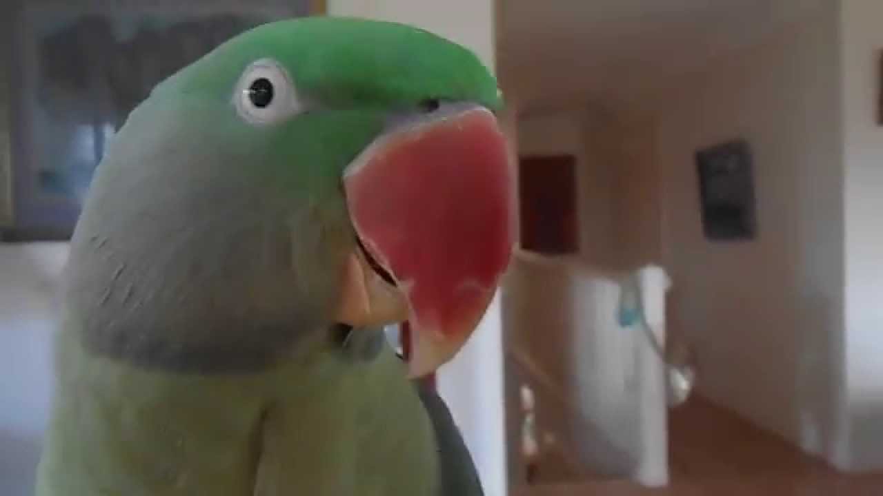 SO SO CUTE BONGO BILLY TALKING ALEXANDRINE PARROT PLAYING PEEKABOO LIKE ...