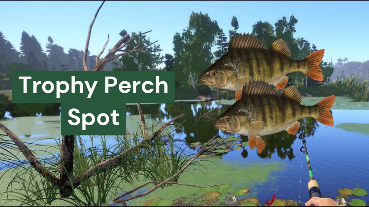Perch Trophy spot | Russian Fishing 4 | RF4 | Anniversary Challenge ...