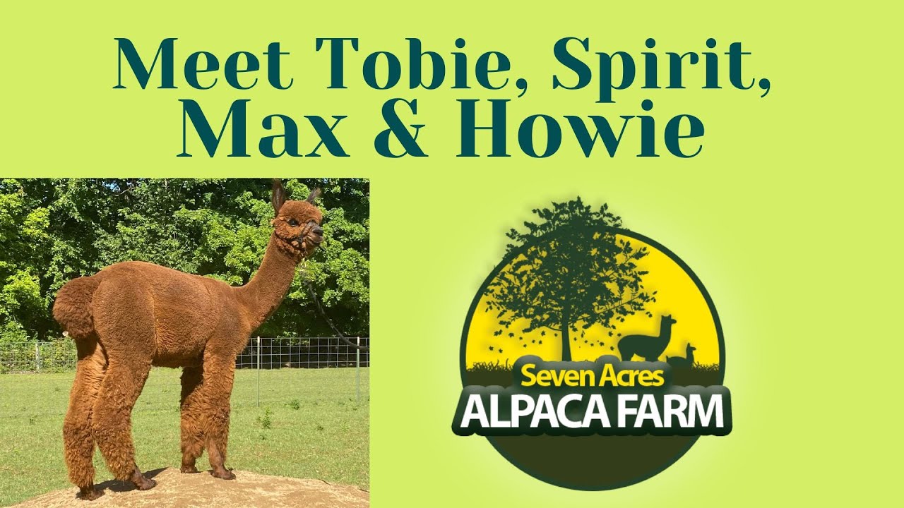 MEETING SPIRIT, TOBY, MAX, AND HOWIE - YouTube