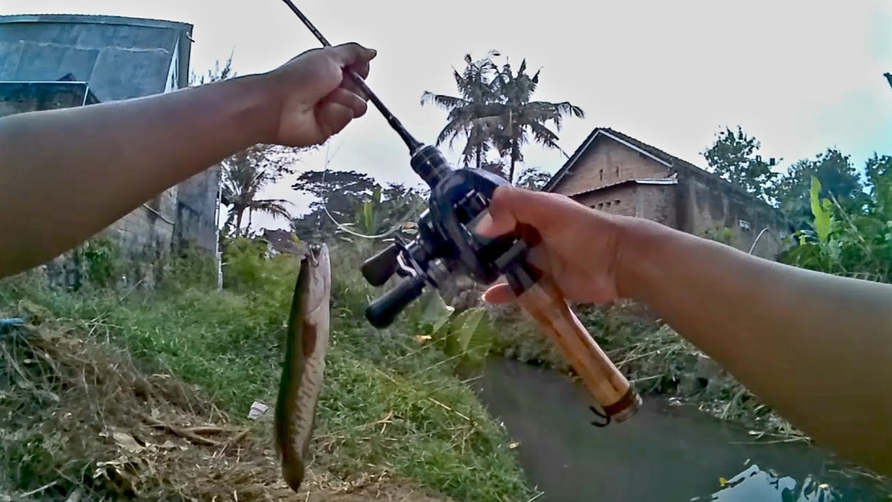 Kembali ke Habitat - YouTube